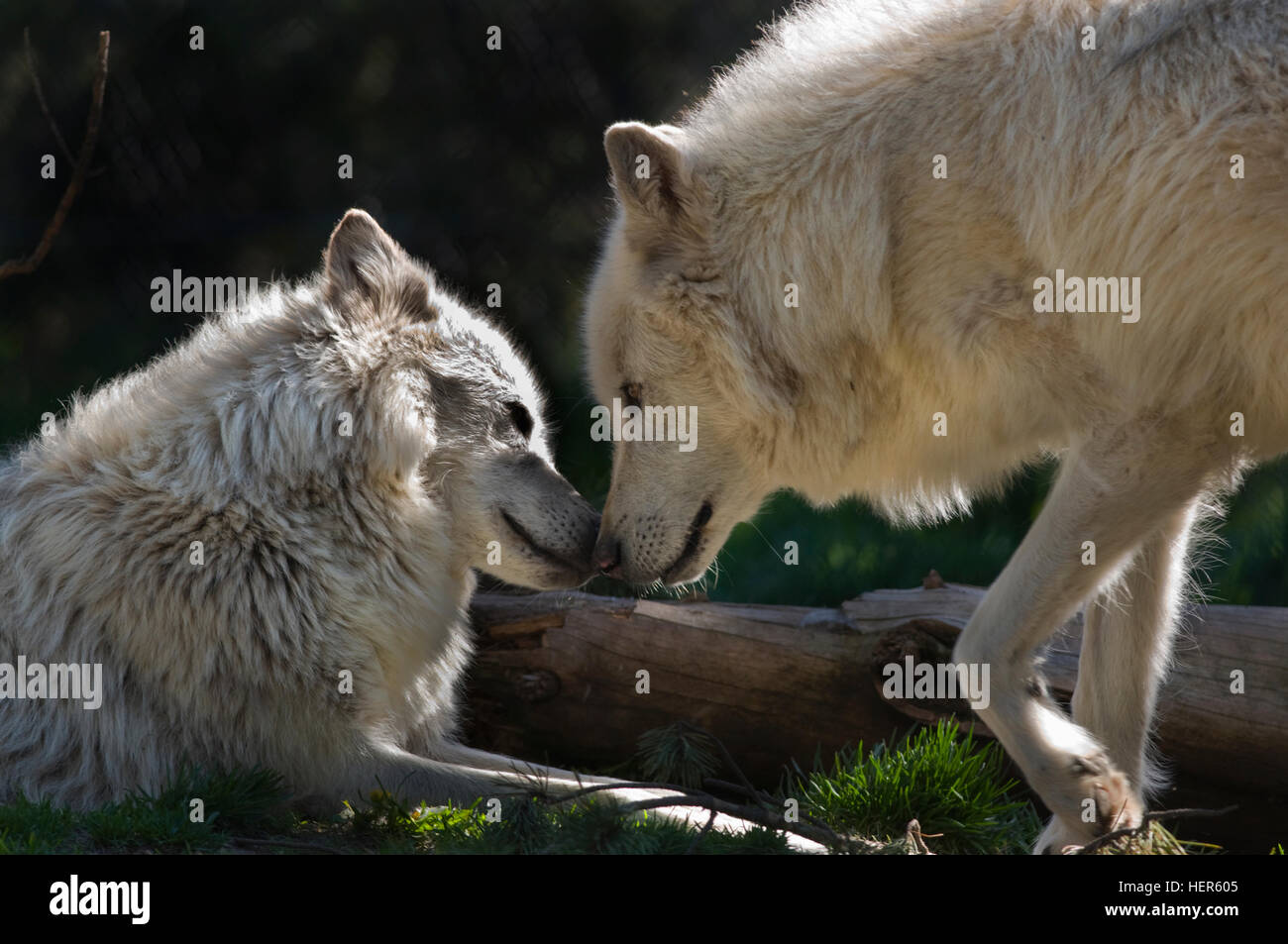Grizzly wolf entdeckungszentrum -Fotos und -Bildmaterial in hoher ...