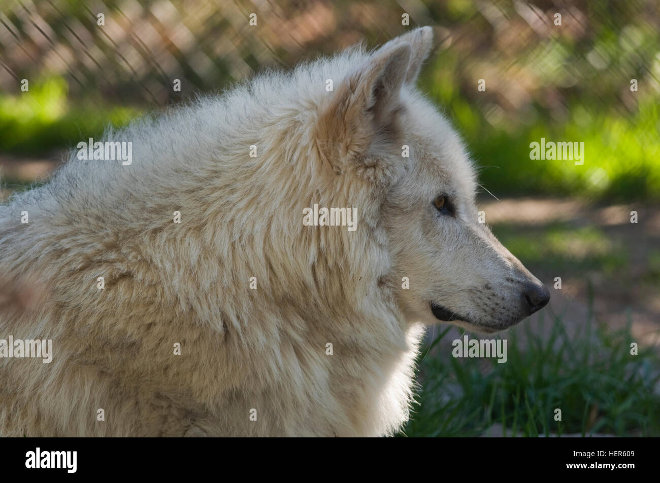Grizzly wolf entdeckungszentrum -Fotos und -Bildmaterial in hoher ...