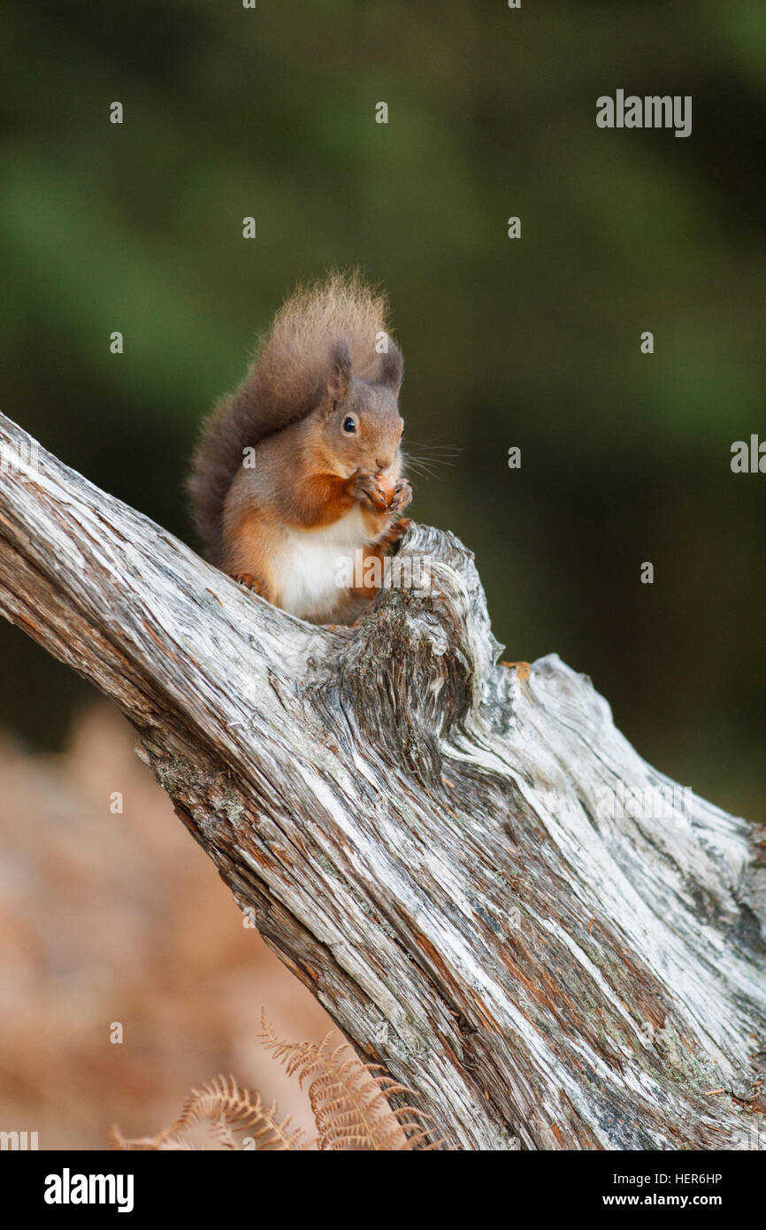 Eurasisches Eichhörnchen Stockfotos und -bilder Kaufen - Alamy