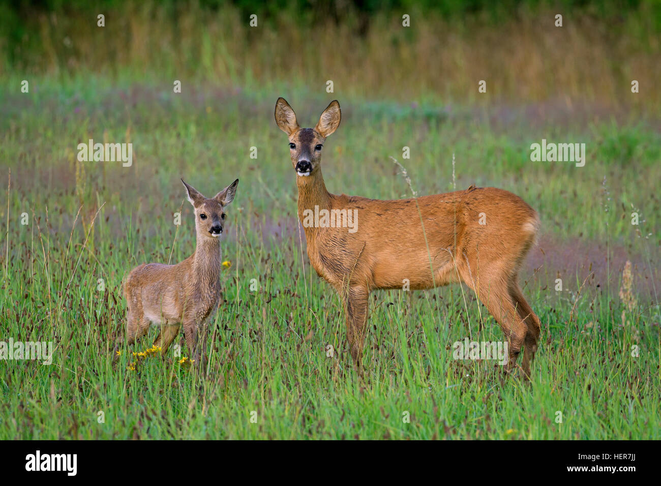 Einzelnes reh weiblich -Fotos und -Bildmaterial in hoher Auflösung – Alamy