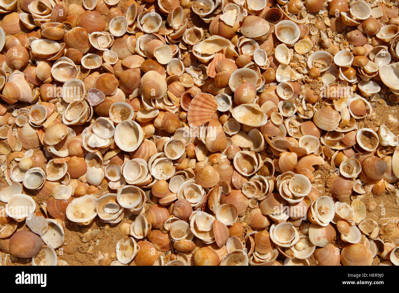 Muscheln auf den felsigen Strand von Praia de Benagil, Faro, Algarve ...