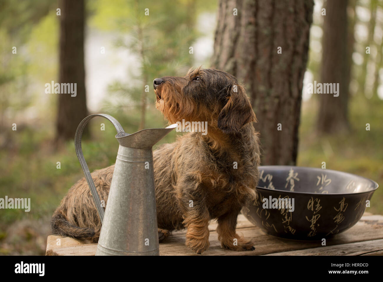 Dackel sitzend -Fotos und -Bildmaterial in hoher Auflösung – Alamy