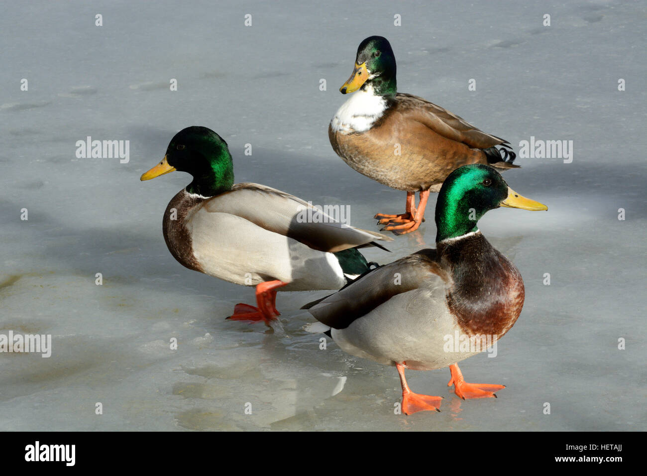 Stockente hybrid stehend -Fotos und -Bildmaterial in hoher Auflösung ...