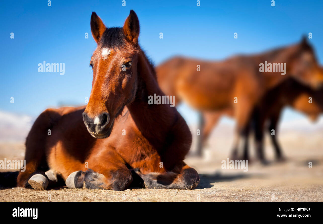 Mustang pferd -Fotos und -Bildmaterial in hoher Auflösung – Alamy