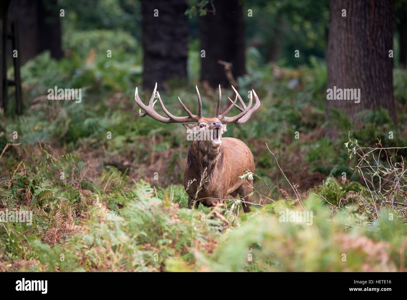 Majestätische Rotwild Hirsch Cervus Elaphus in Waldlandschaft während ...