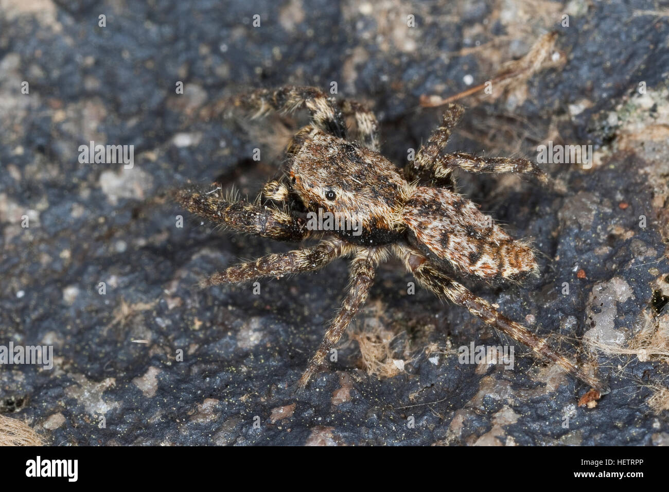 Große Rindenspringspinne, Rinden-Springspinne, Springspinne, Männchen ...