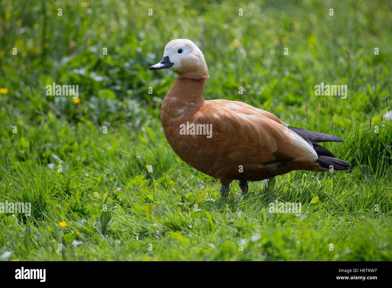 Rostgans, Rost-Gans, Tadorna Ferruginea, rötliche Brandgans Stockfoto ...