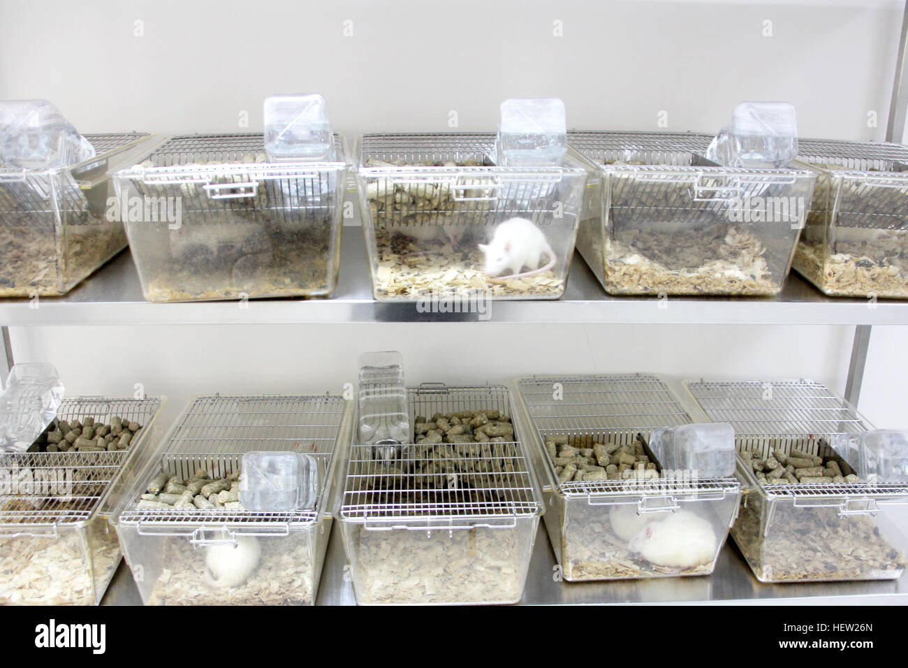 Albino ratte -Fotos und -Bildmaterial in hoher Auflösung – Alamy