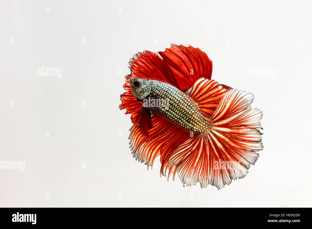 Betta, siamesische Kampffische auf weißem Hintergrund Stockfotografie ...