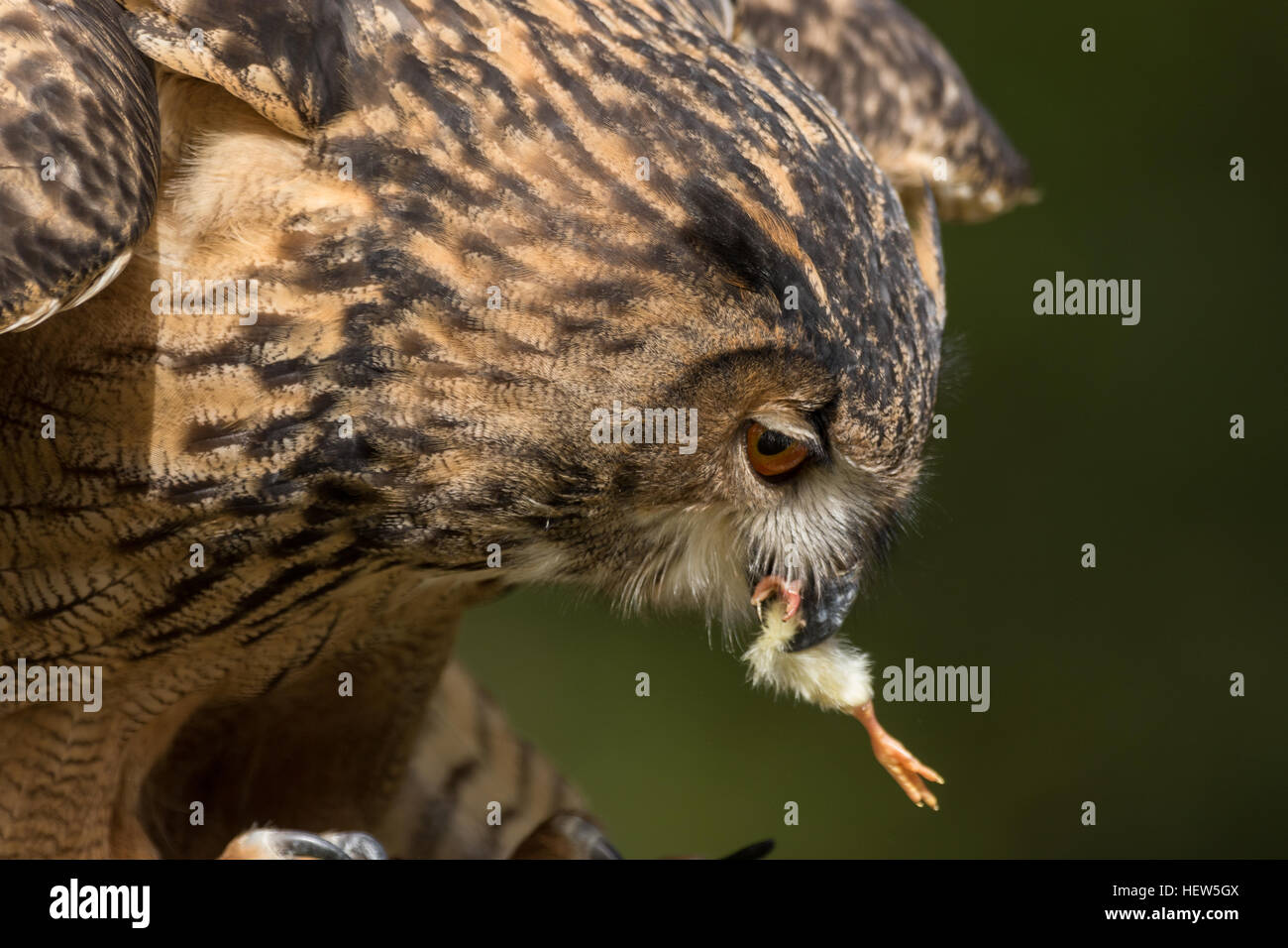 Eule im profil -Fotos und -Bildmaterial in hoher Auflösung - Seite 3 ...