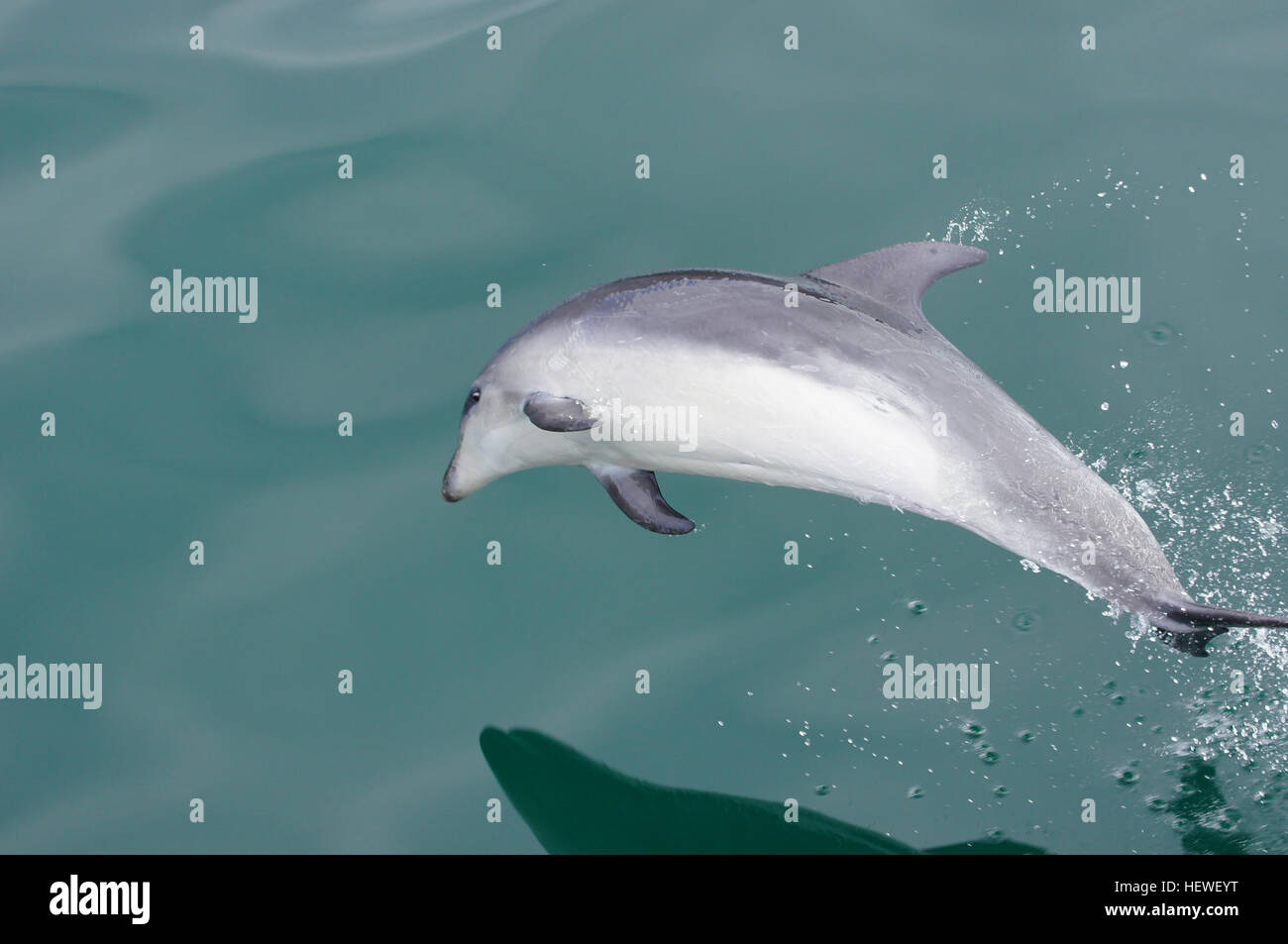 Ication (,,), Flasche Delfine Nase, Tümmler, Delfin, Delphine ...