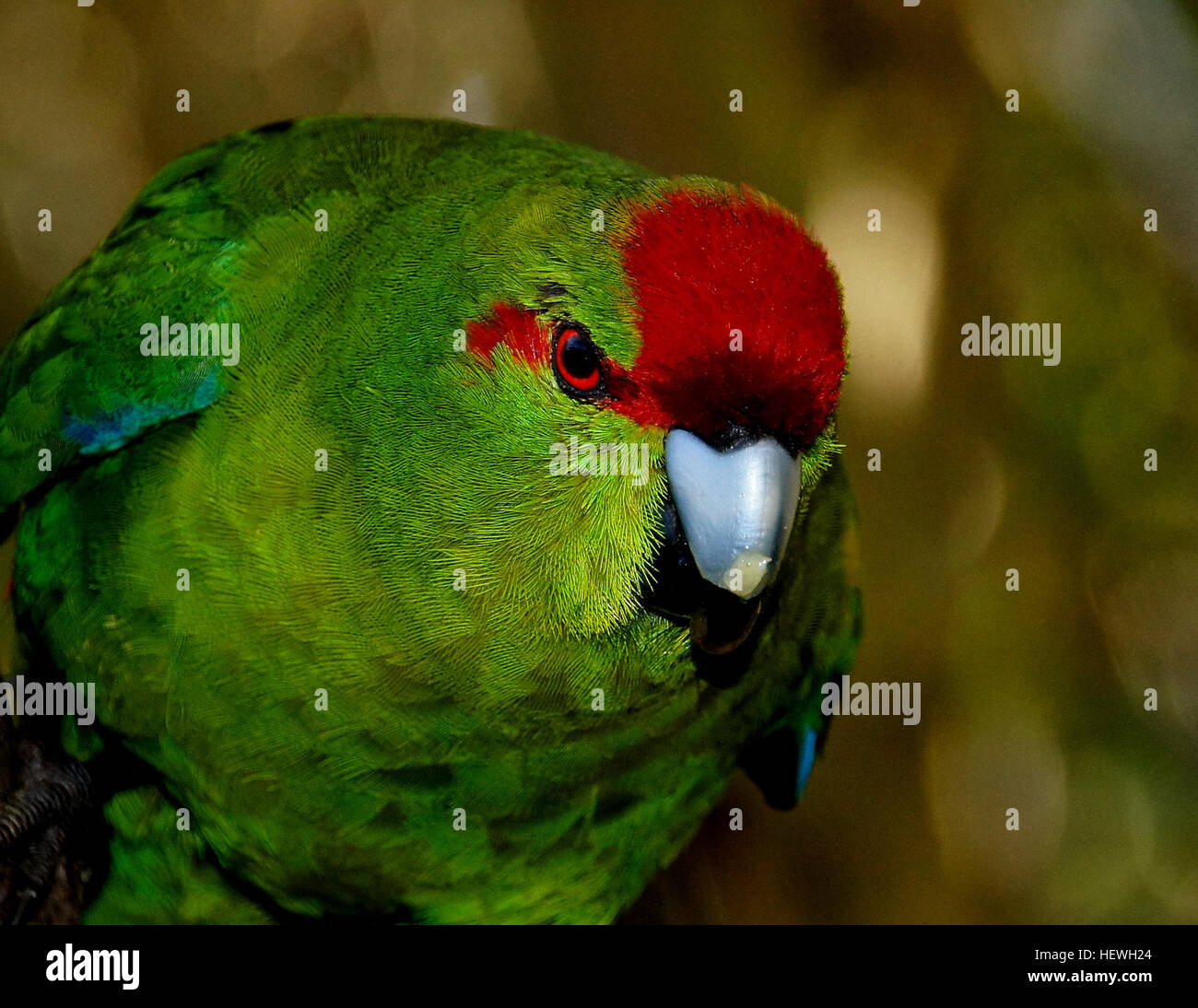 Die drei Arten der Kākāriki oder Neuseeland Sittiche sind die häufigste ...
