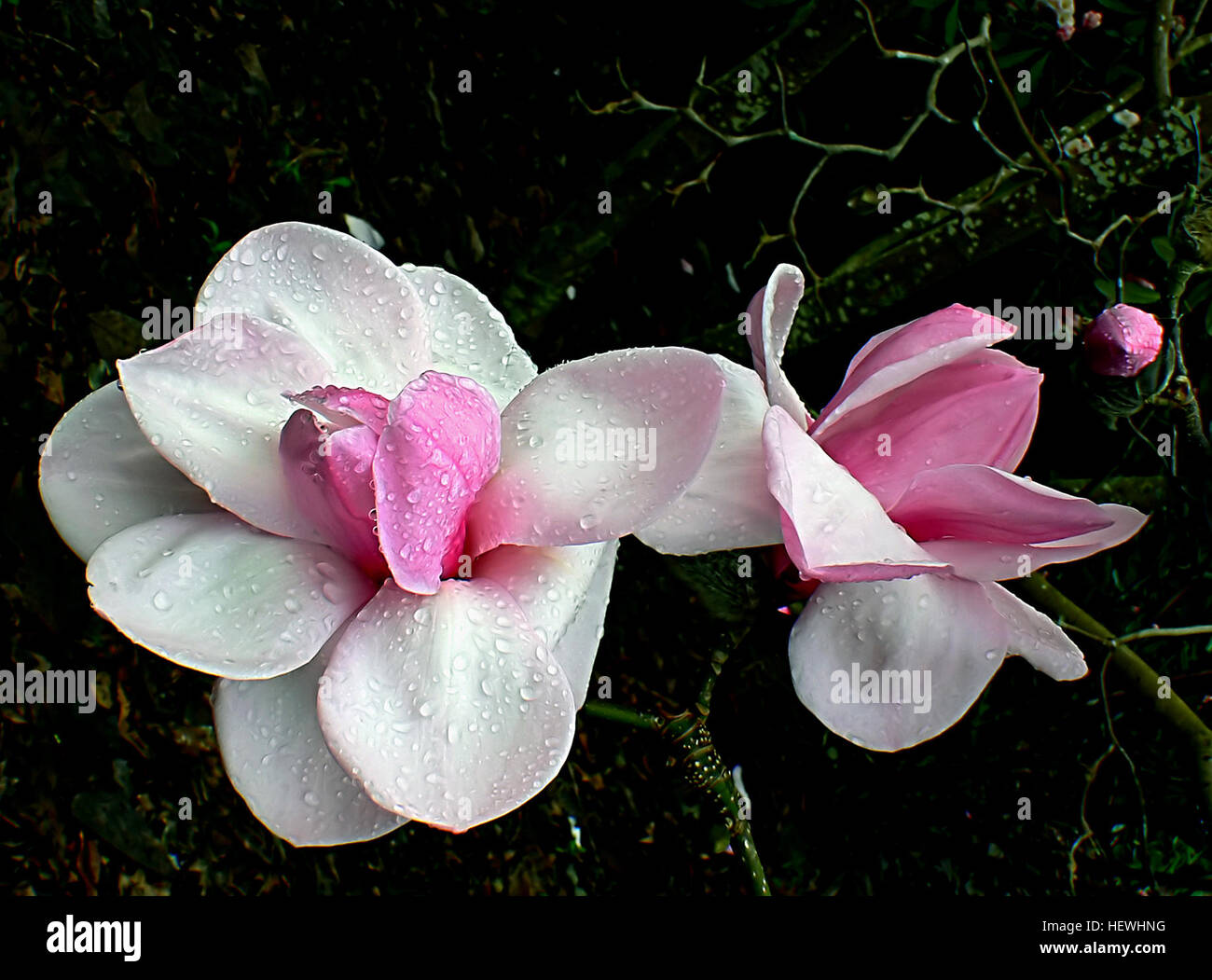 Die Magnolia „Caerhays Belle“ ist ein auffälliger blühender Baum, der ...