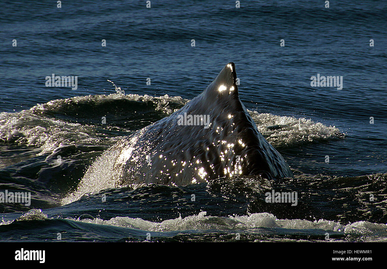 Spermaceti organ -Fotos und -Bildmaterial in hoher Auflösung – Alamy
