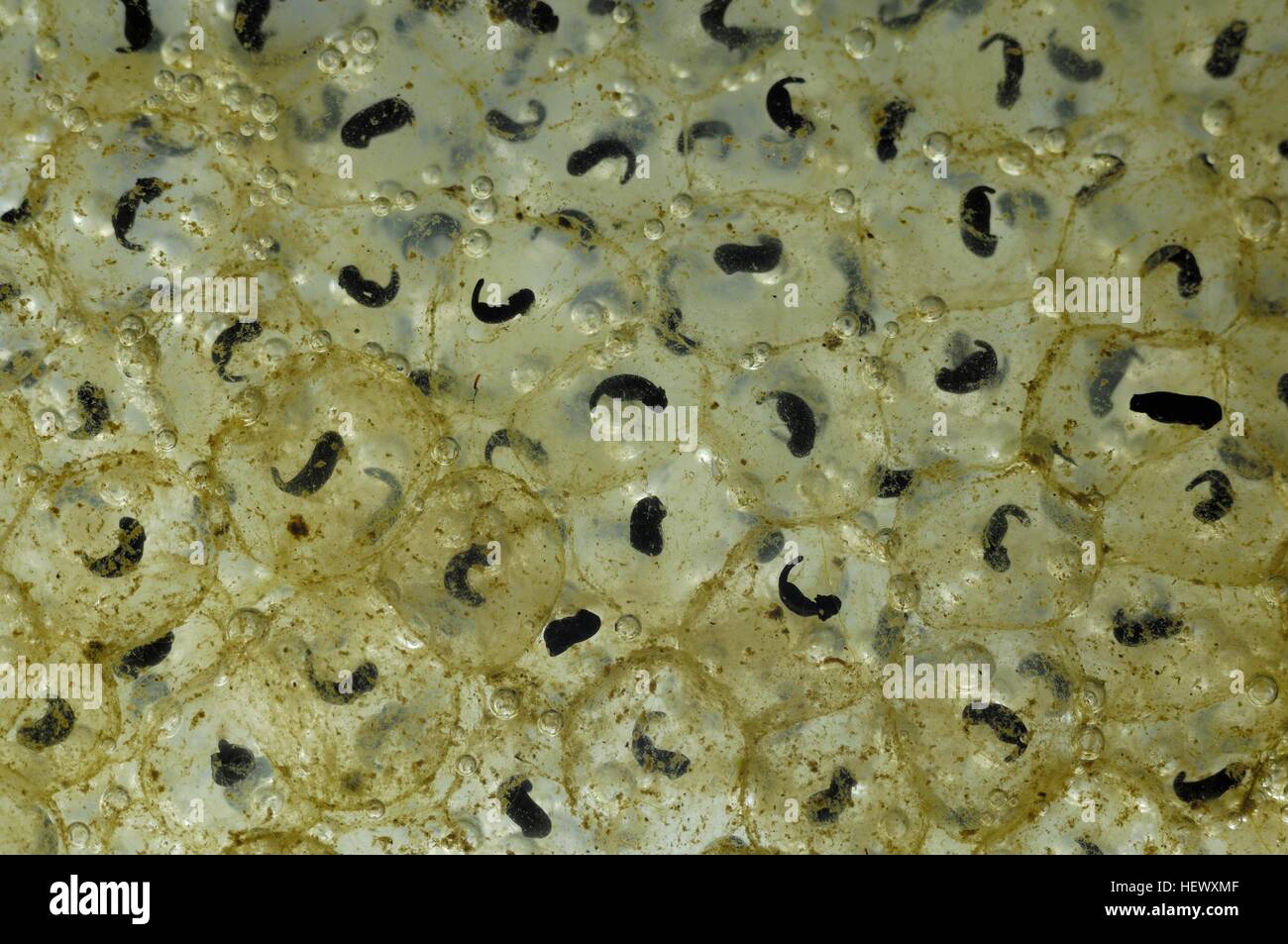 Gemeinsamen Frosch (Rana Temporaria) Cluster von Eiern - Embryonen nach ...