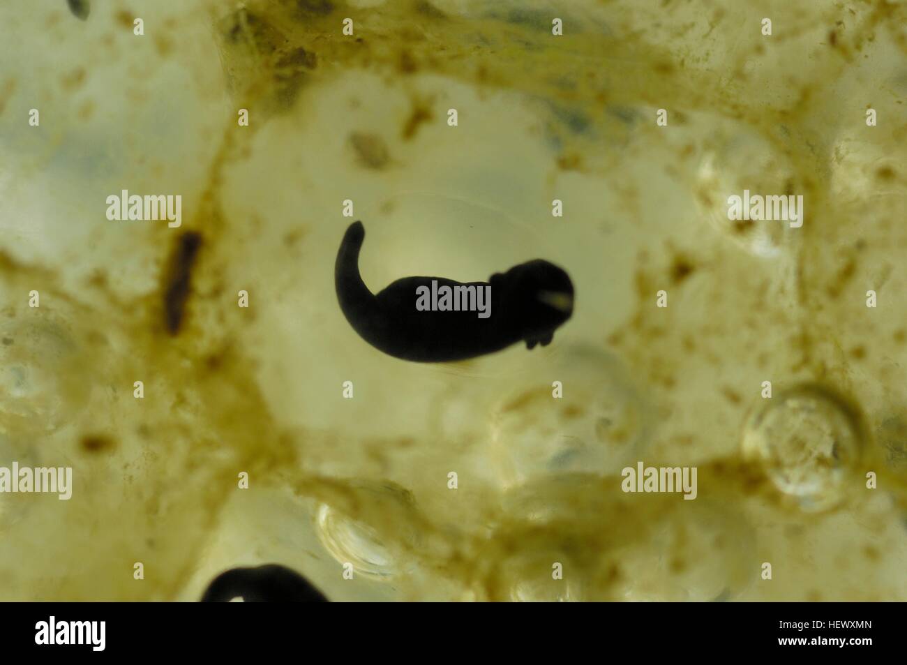 Kaulquappen embryo -Fotos und -Bildmaterial in hoher Auflösung – Alamy
