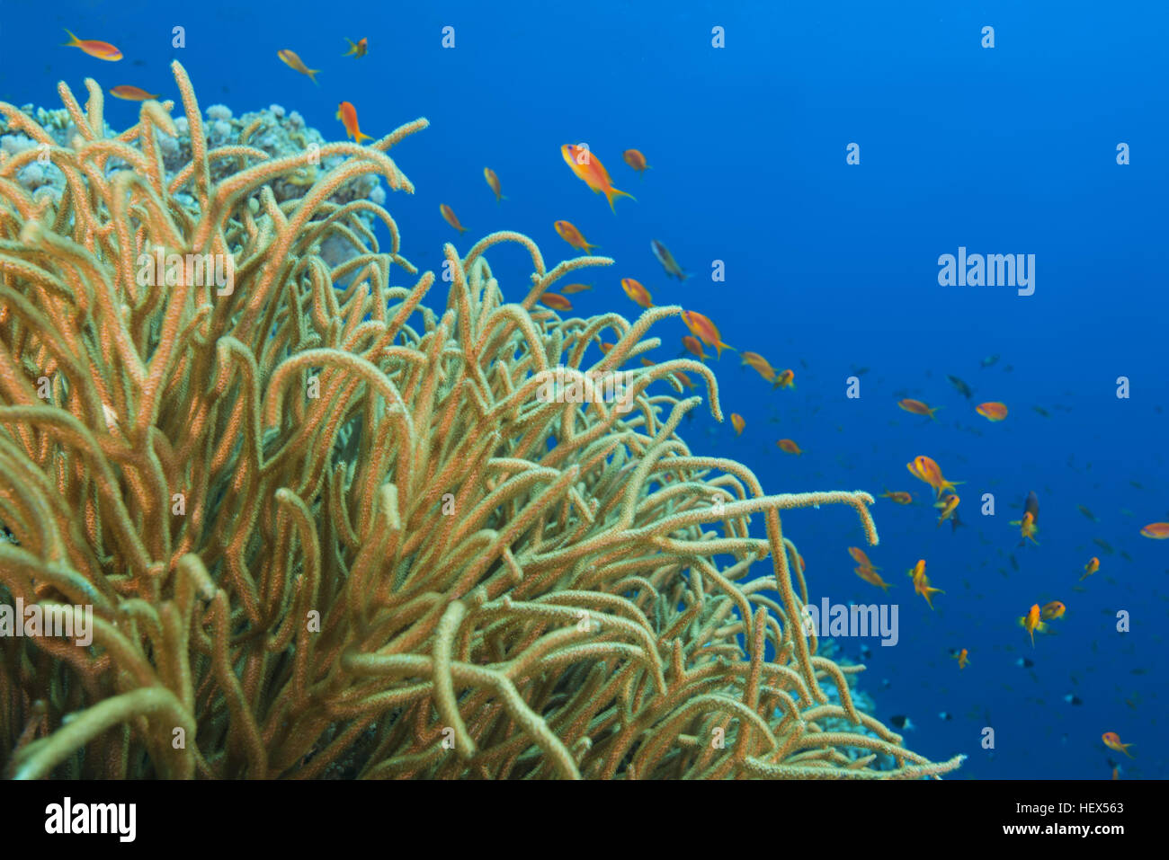 Rumphella aggregata -Fotos und -Bildmaterial in hoher Auflösung – Alamy