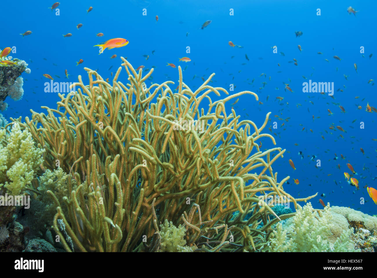 Rumphella aggregata -Fotos und -Bildmaterial in hoher Auflösung – Alamy