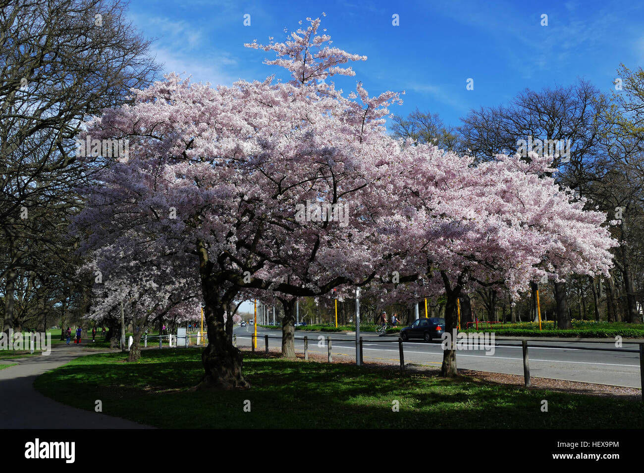 Einzelner kirschbaum im herbst -Fotos und -Bildmaterial in hoher ...