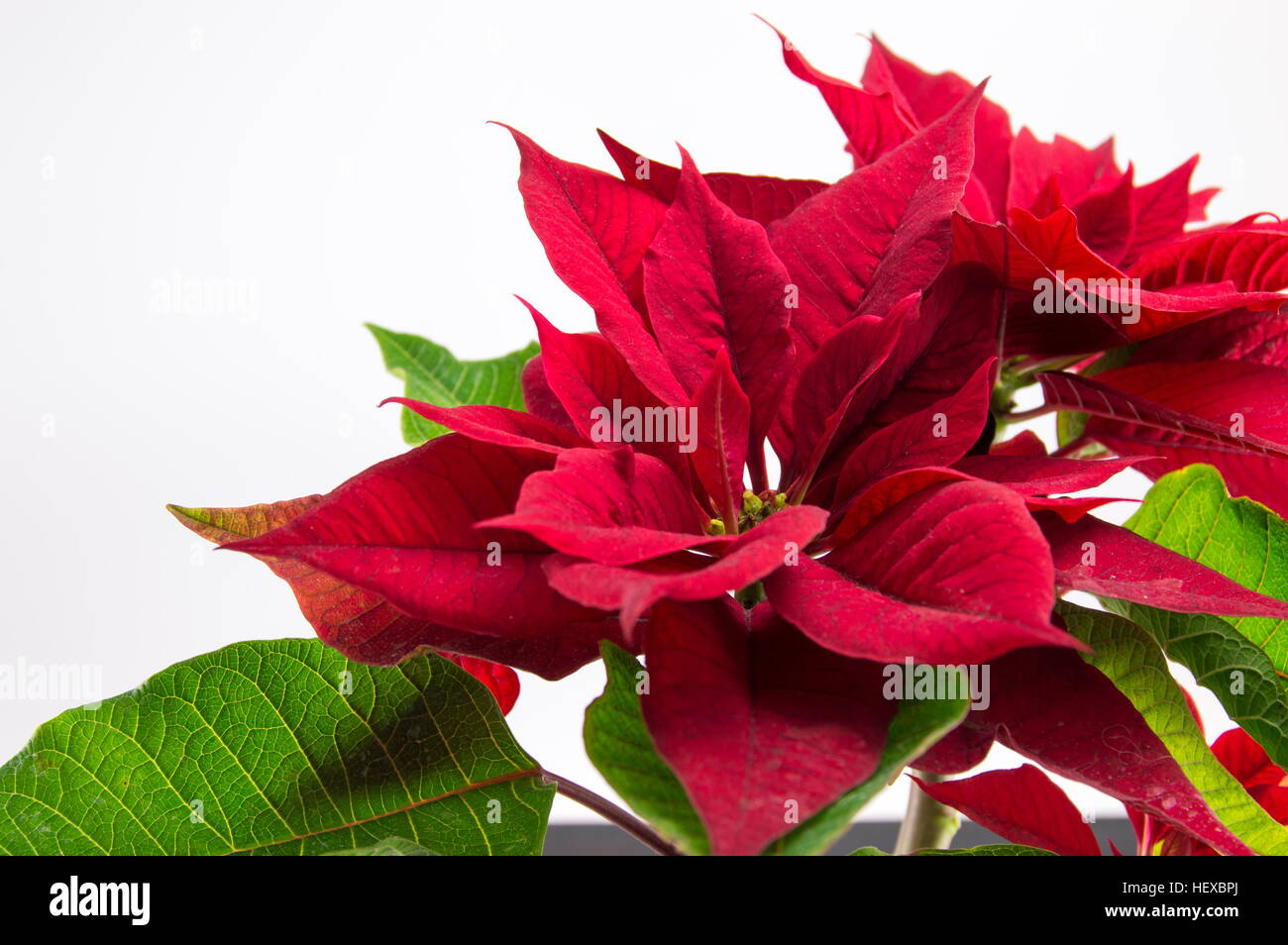 Topf weihnachtsstern -Fotos und -Bildmaterial in hoher Auflösung – Alamy