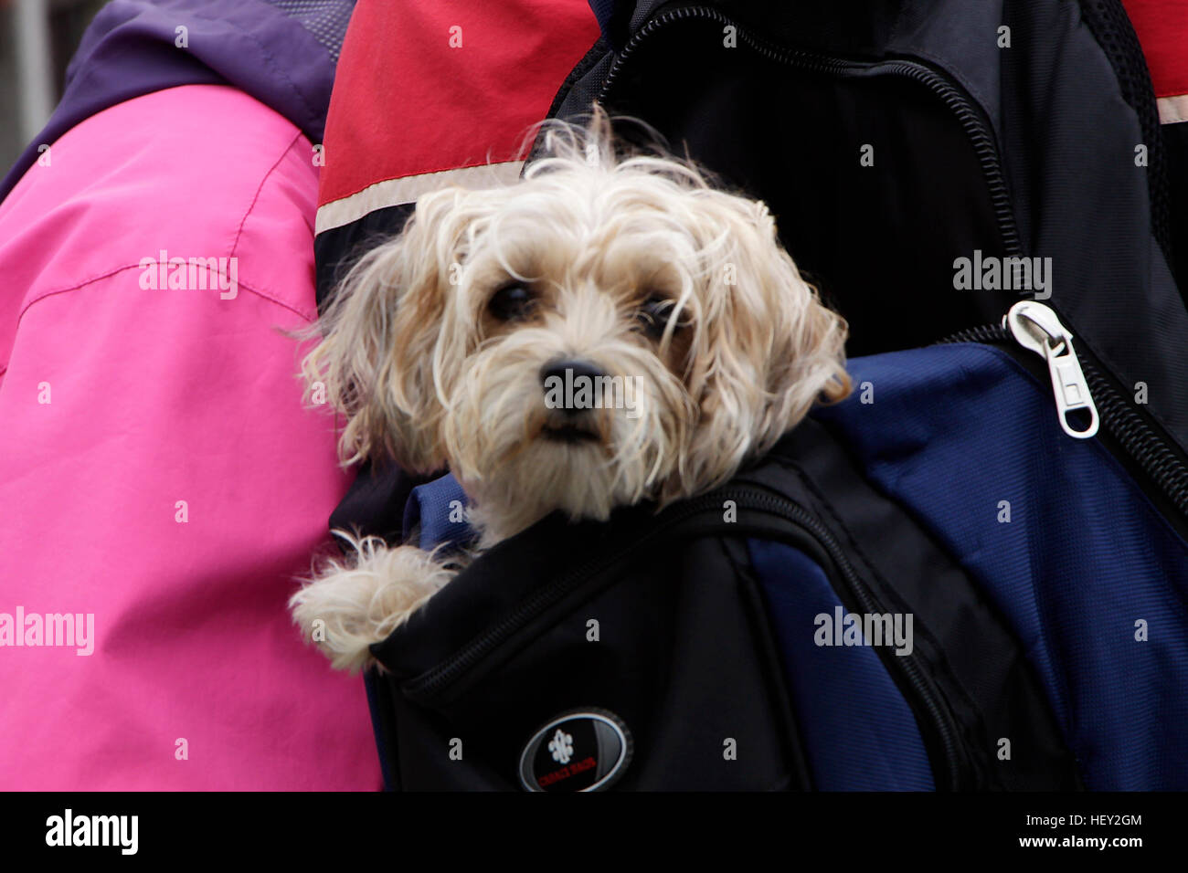 Hund im rucksack -Fotos und -Bildmaterial in hoher Auflösung – Alamy