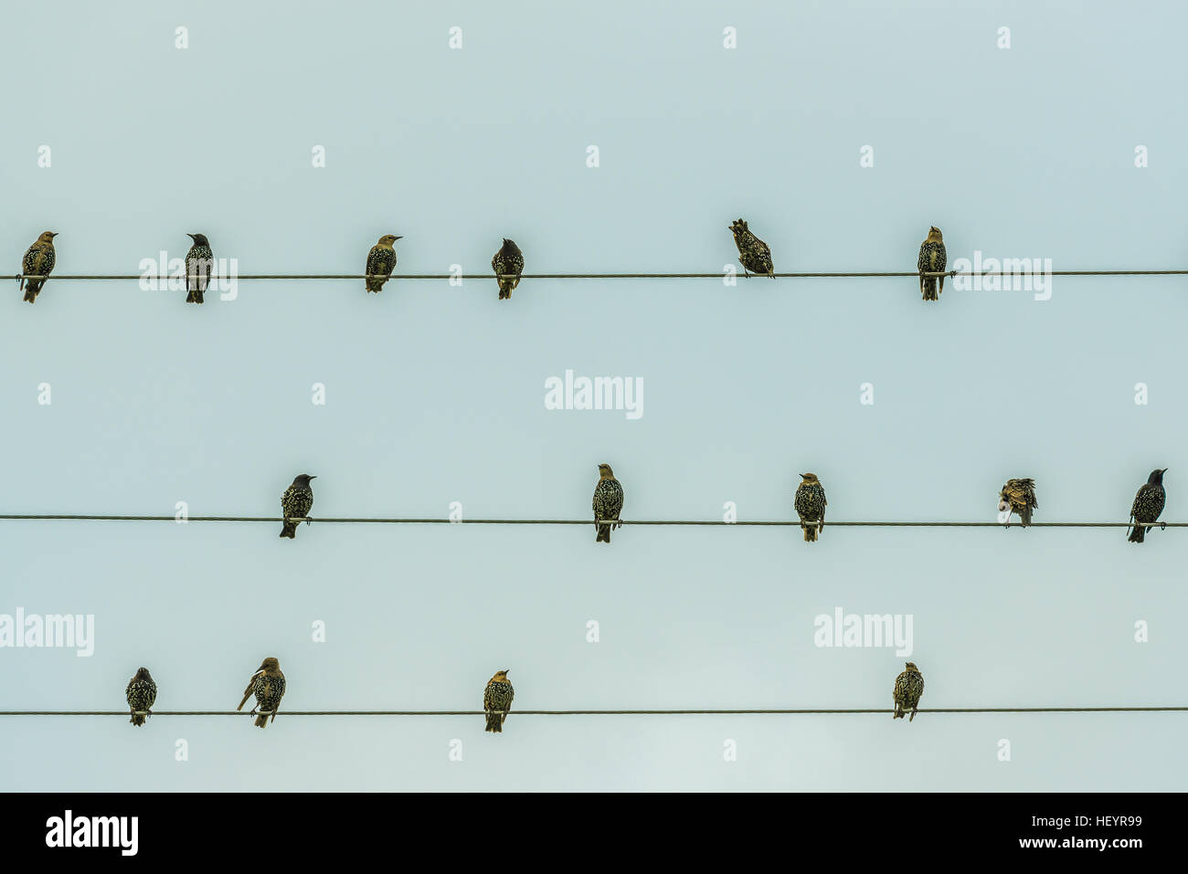 Gruppe von stare -Fotos und -Bildmaterial in hoher Auflösung – Alamy