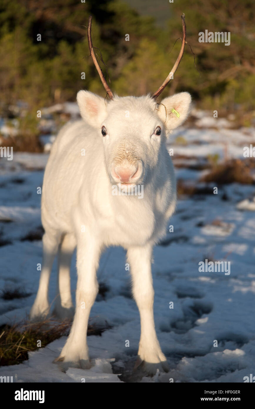 sechs Monate alte Rentier Kalb im Schnee in der Rentier-Zentrum in ...