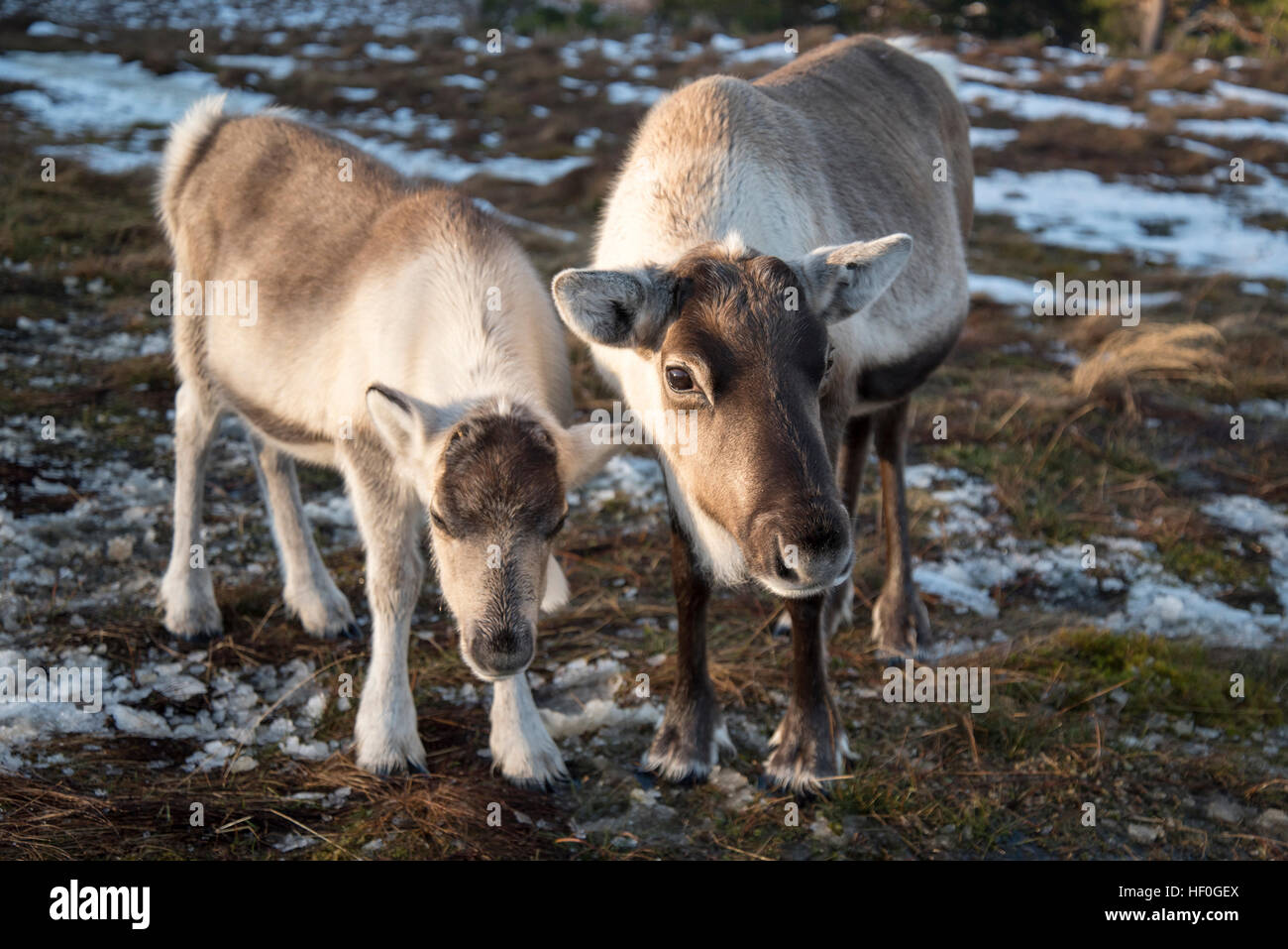 Kalb Rentier Stockfotos und -bilder Kaufen - Alamy
