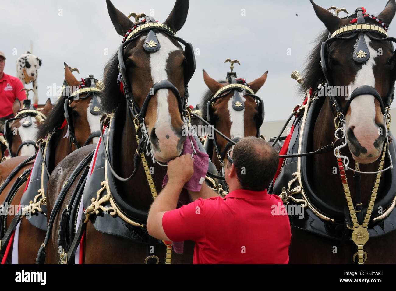 Team mit acht pferden -Fotos und -Bildmaterial in hoher Auflösung – Alamy