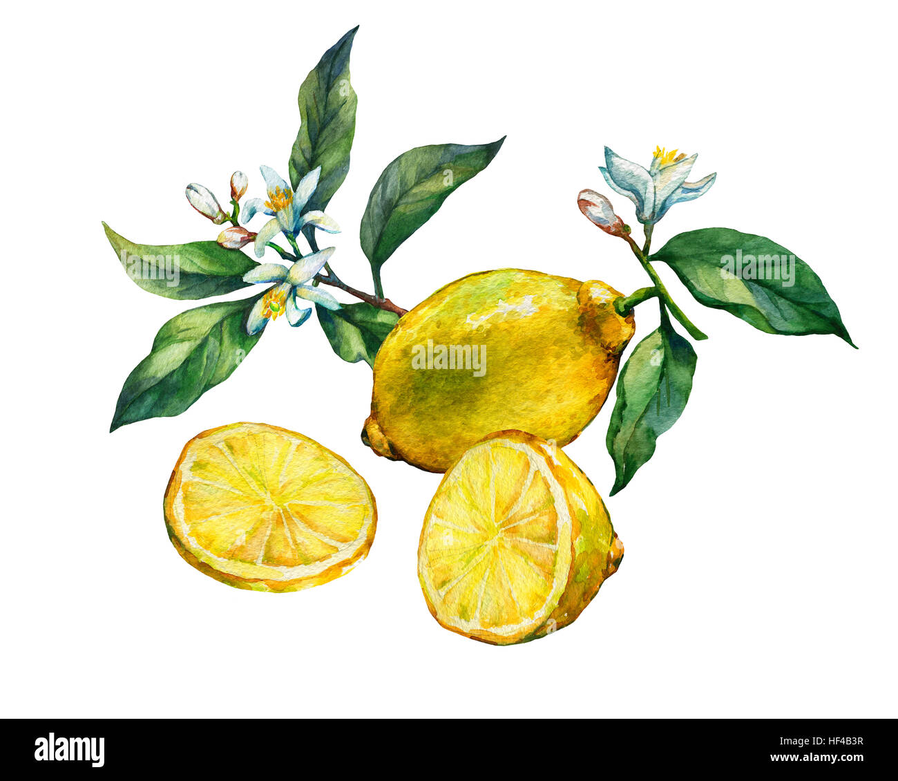 Zitrone aquarell -Fotos und -Bildmaterial in hoher Auflösung – Alamy