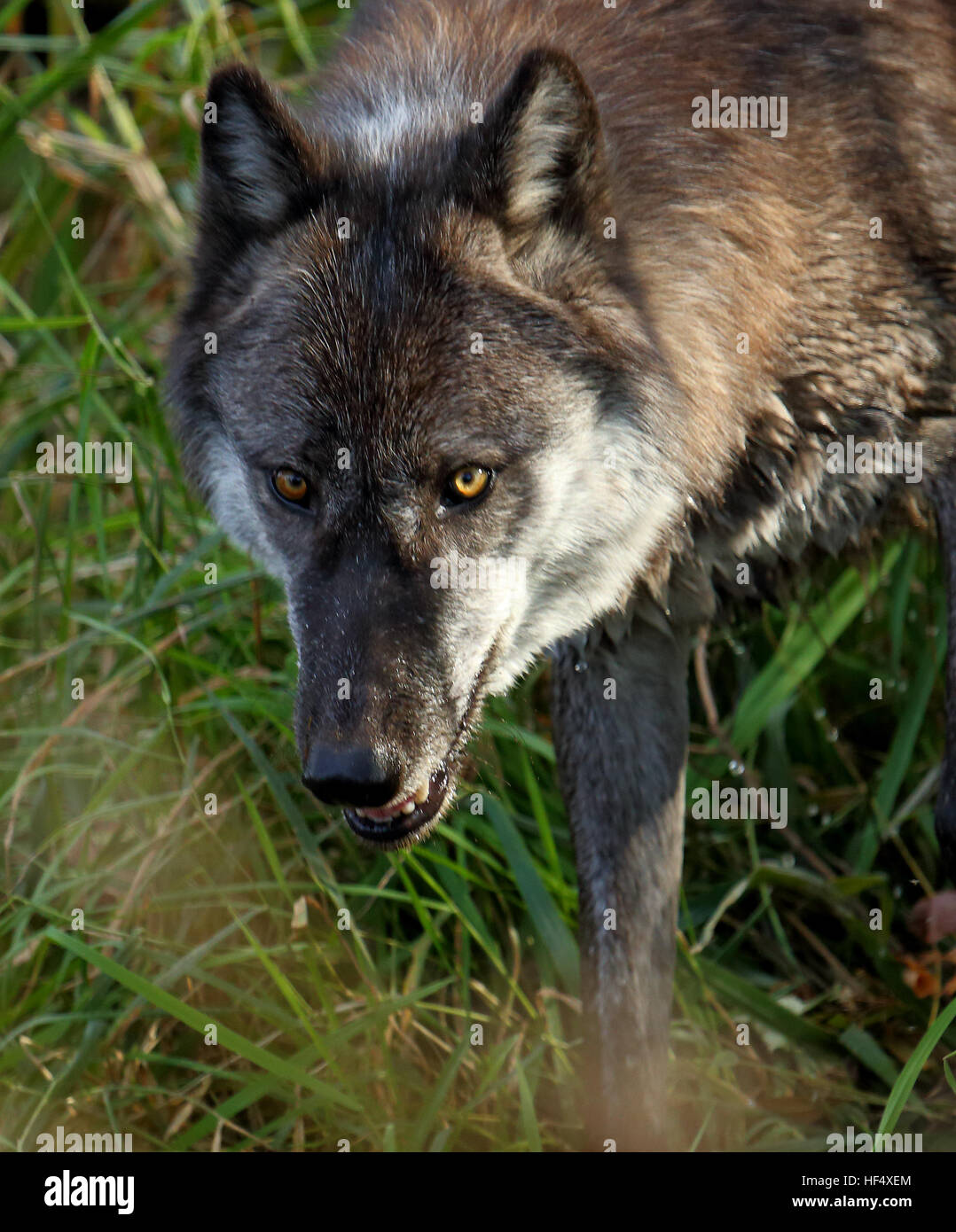 Dark wolf -Fotos und -Bildmaterial in hoher Auflösung – Alamy