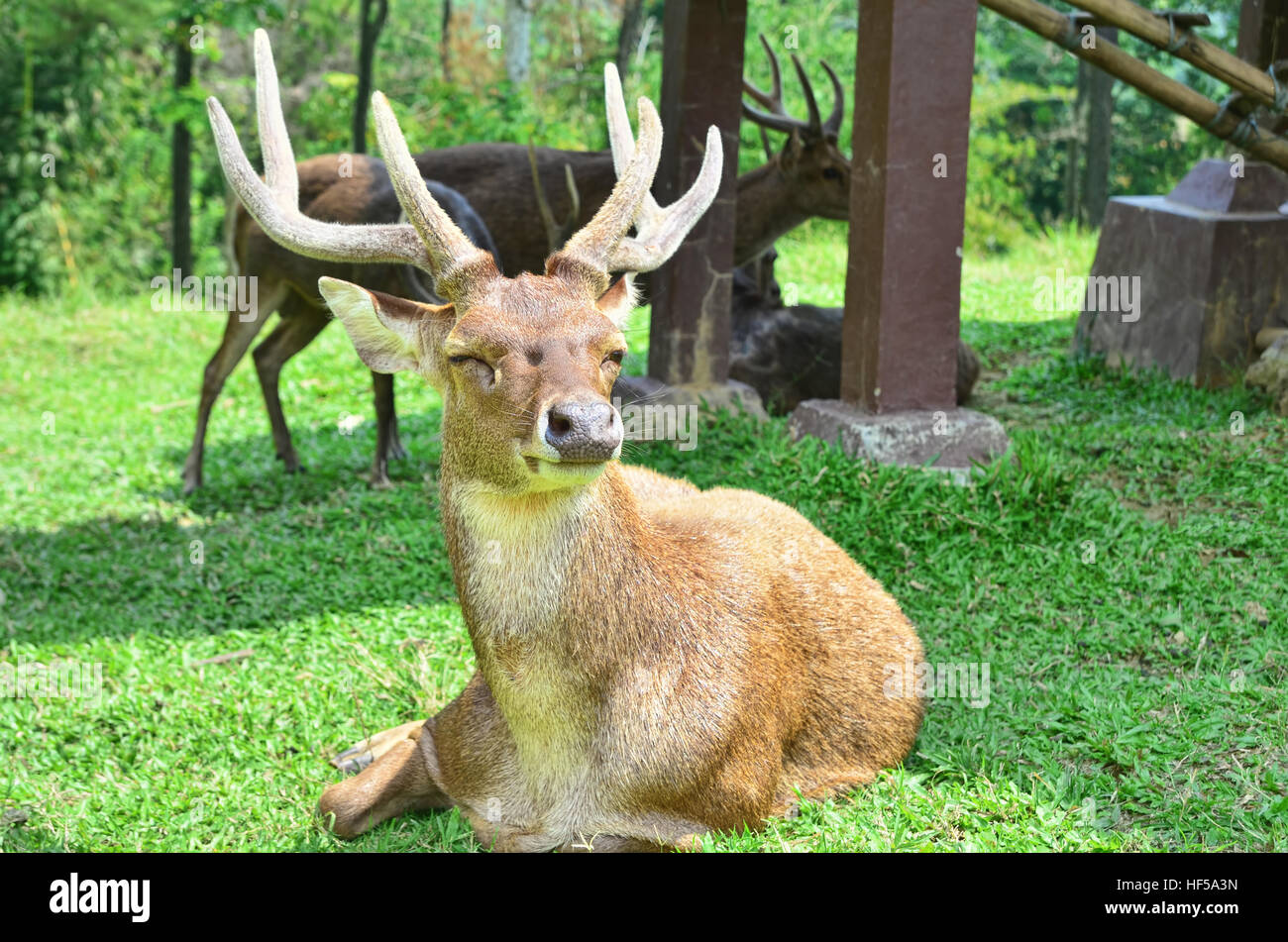 Fabel hirsch -Fotos und -Bildmaterial in hoher Auflösung – Alamy