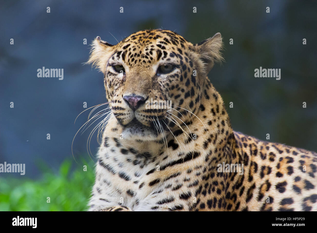 Leopard skull -Fotos und -Bildmaterial in hoher Auflösung – Alamy