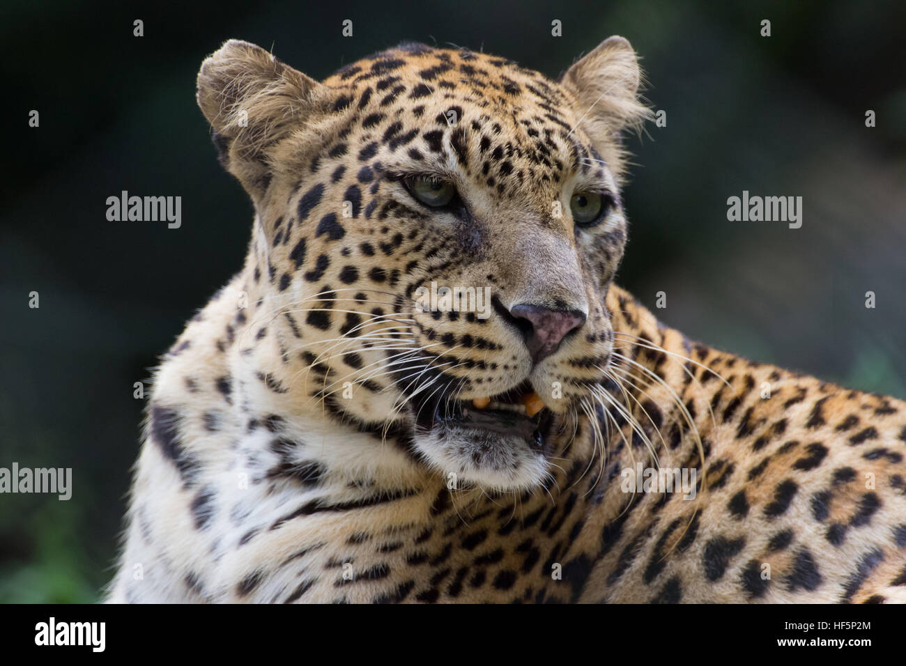 Leopard skull -Fotos und -Bildmaterial in hoher Auflösung – Alamy