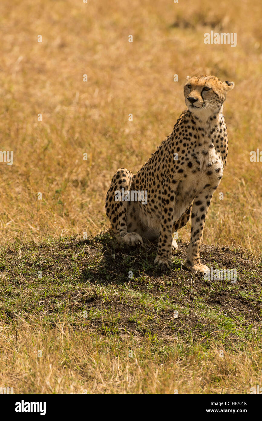 Aufrechter gepard -Fotos und -Bildmaterial in hoher Auflösung – Alamy