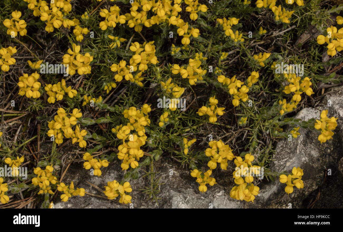 Genista strauch -Fotos und -Bildmaterial in hoher Auflösung – Alamy