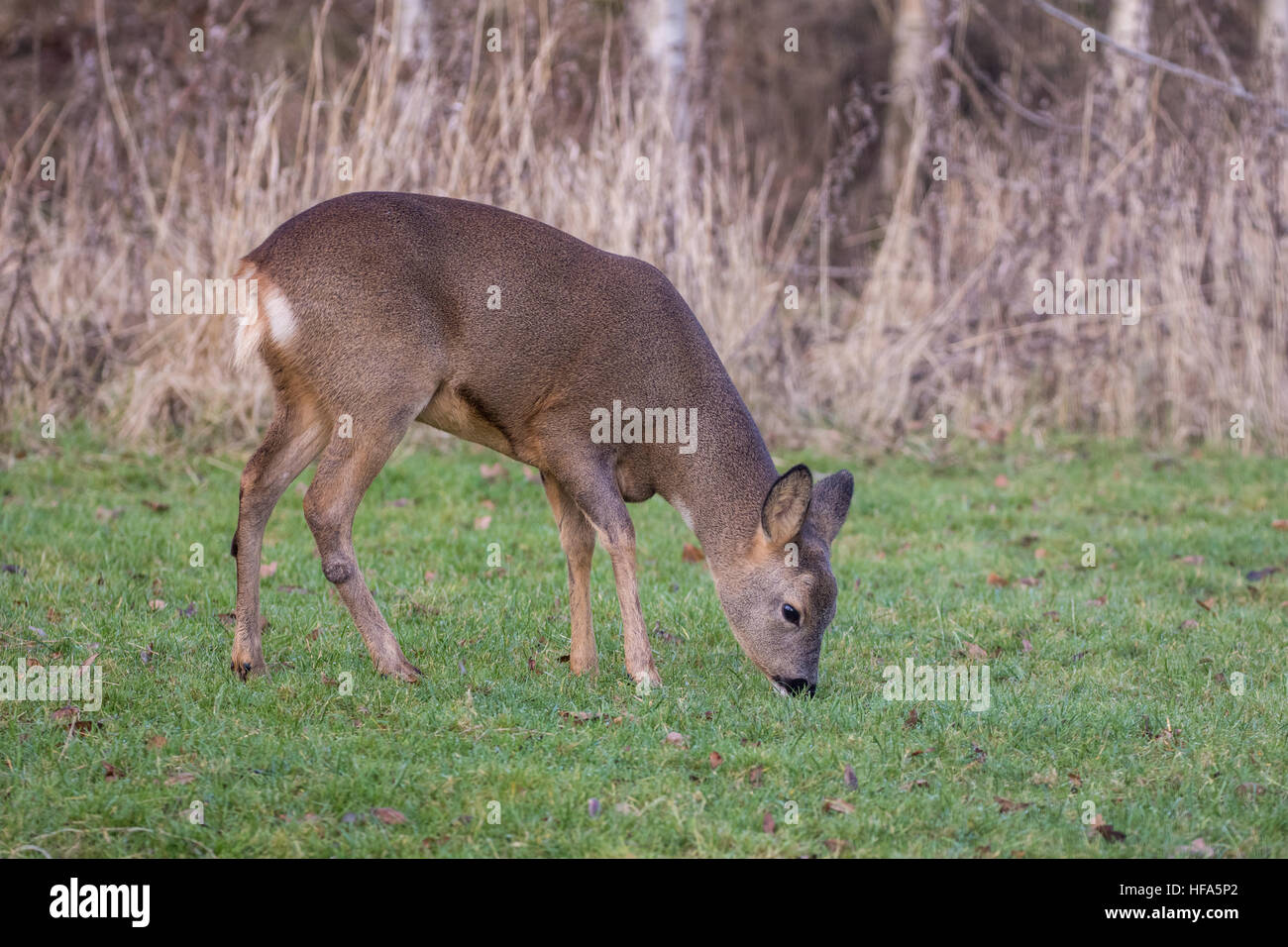 Reh essen -Fotos und -Bildmaterial in hoher Auflösung – Alamy