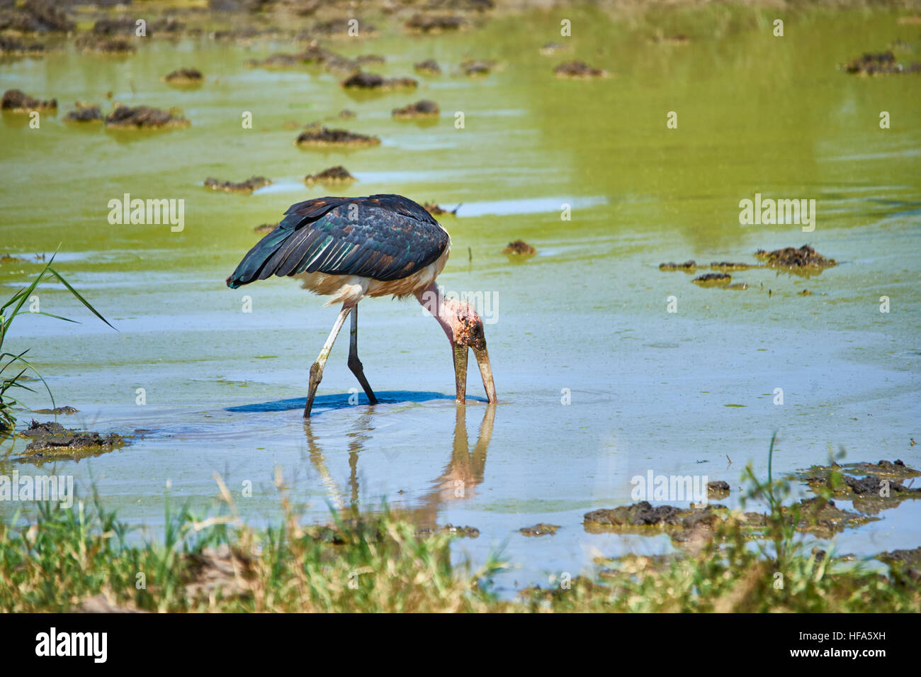 Suchender schnabel -Fotos und -Bildmaterial in hoher Auflösung – Alamy