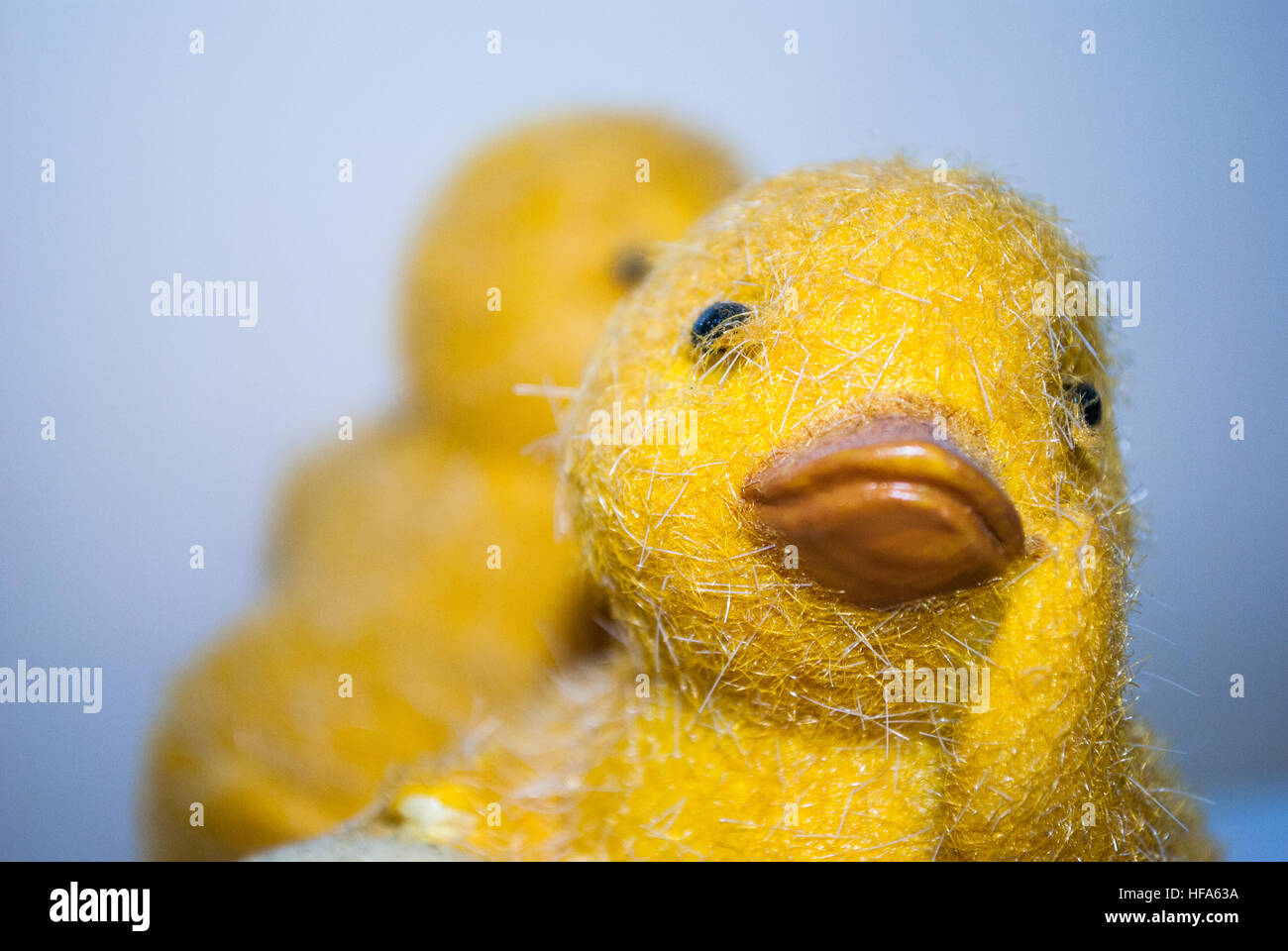 Gelbe enten -Fotos und -Bildmaterial in hoher Auflösung – Alamy