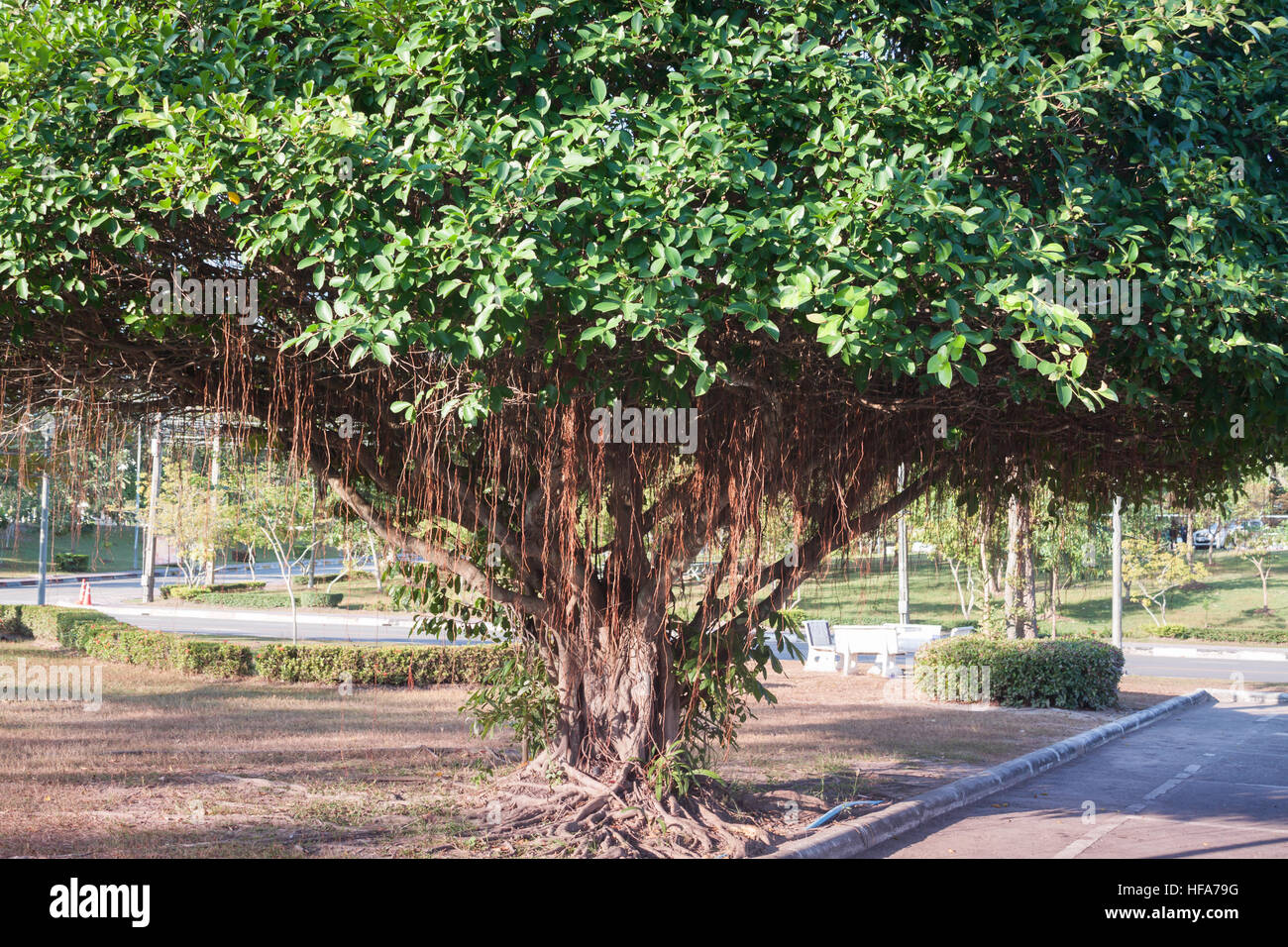 Großer alleinstehender baum -Fotos und -Bildmaterial in hoher Auflösung ...