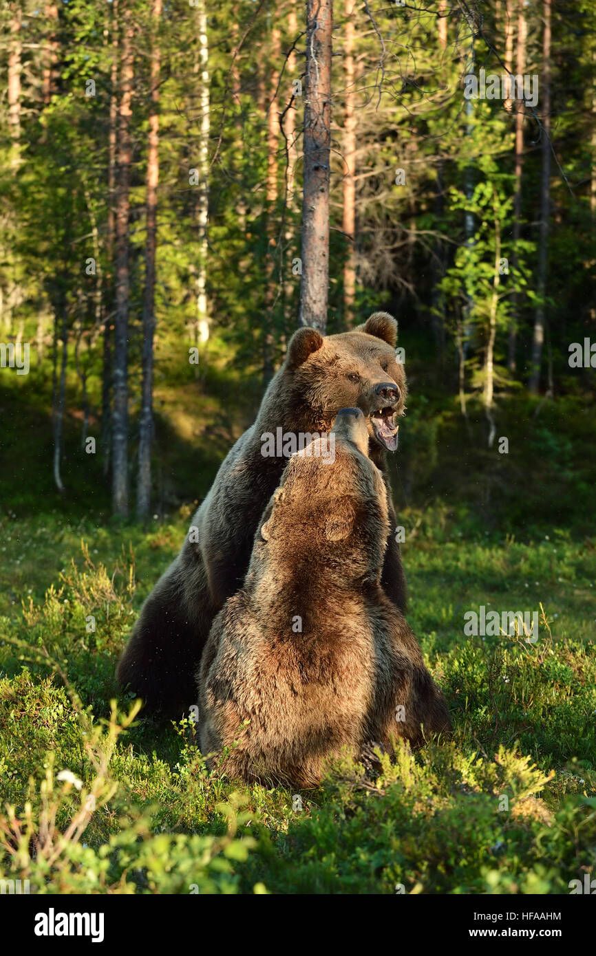 Aggression tier -Fotos und -Bildmaterial in hoher Auflösung – Alamy