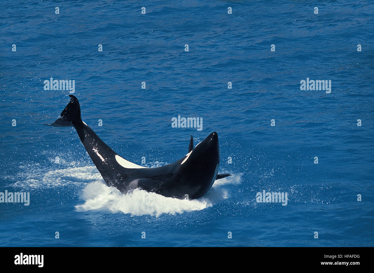 Orcinus orca killer whale -Fotos und -Bildmaterial in hoher Auflösung ...