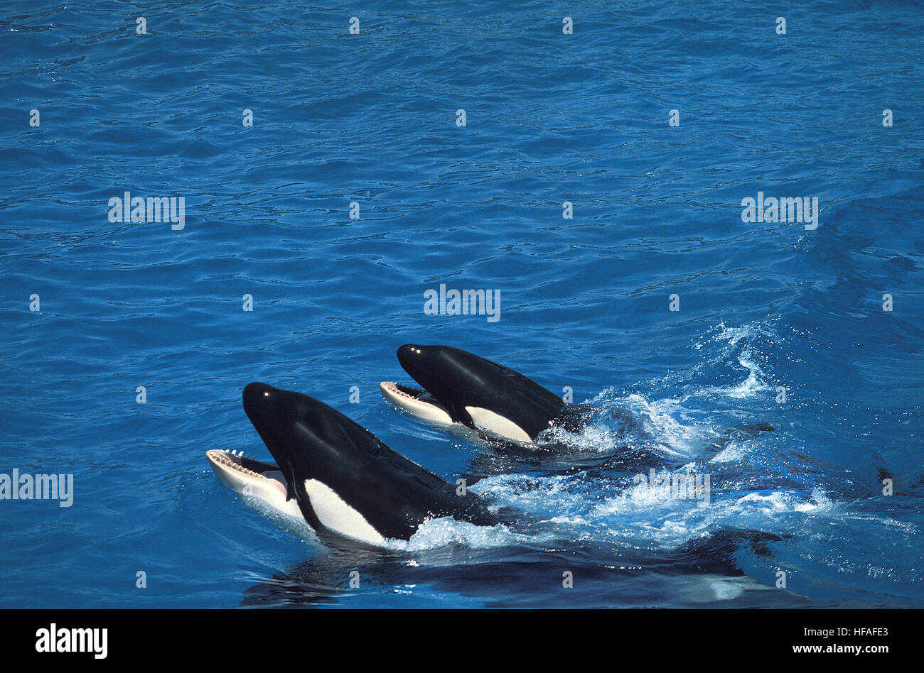 Großer Schwertwal, Orcinus Orca, Kopf Mutter und Kalb am Oberfläche ...