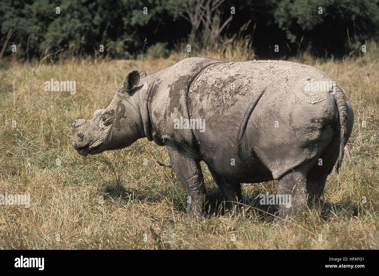 Nashorn Sumatrensis Stockfotos und -bilder Kaufen - Alamy