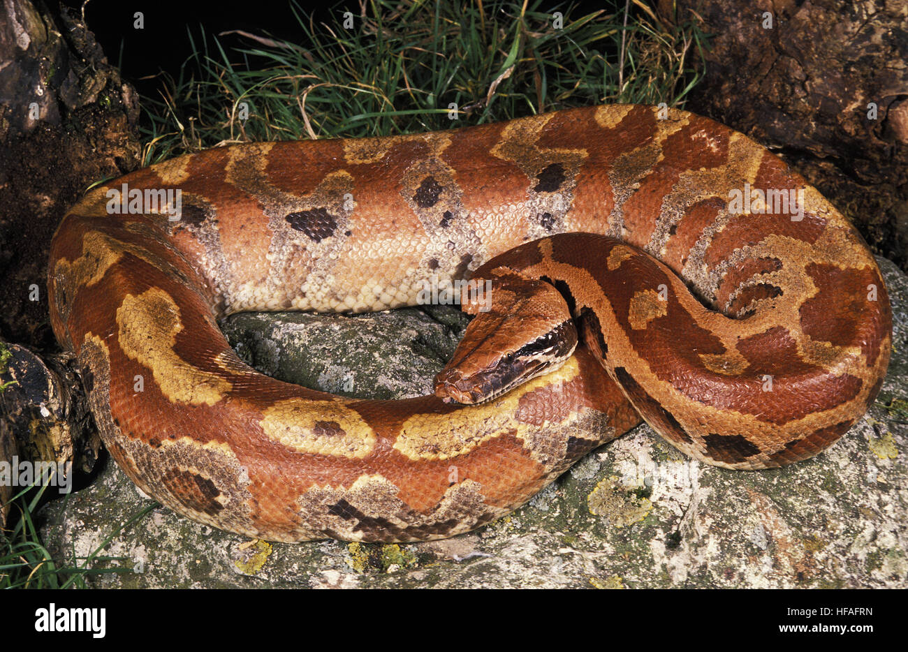 Blood python -Fotos und -Bildmaterial in hoher Auflösung – Alamy