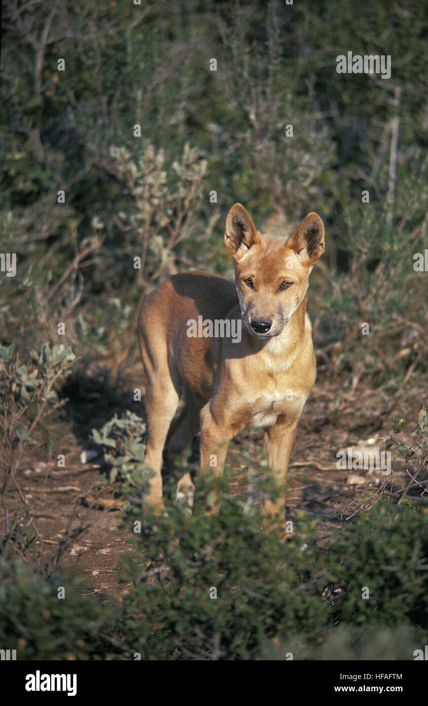 Dingo australia -Fotos und -Bildmaterial in hoher Auflösung – Alamy