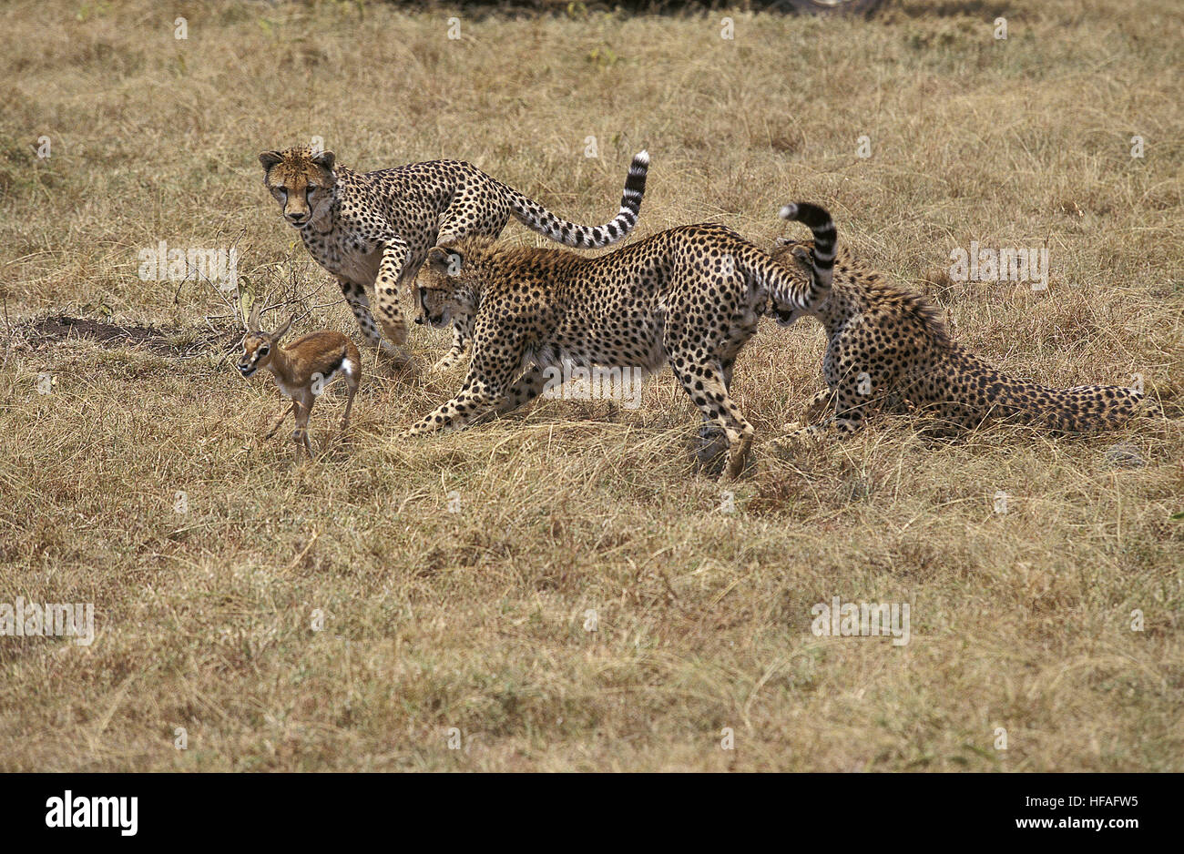 Gepard, Acinonyx Jubatus, Youngs Jagd Thomson es Gazelle, Masai Mara ...