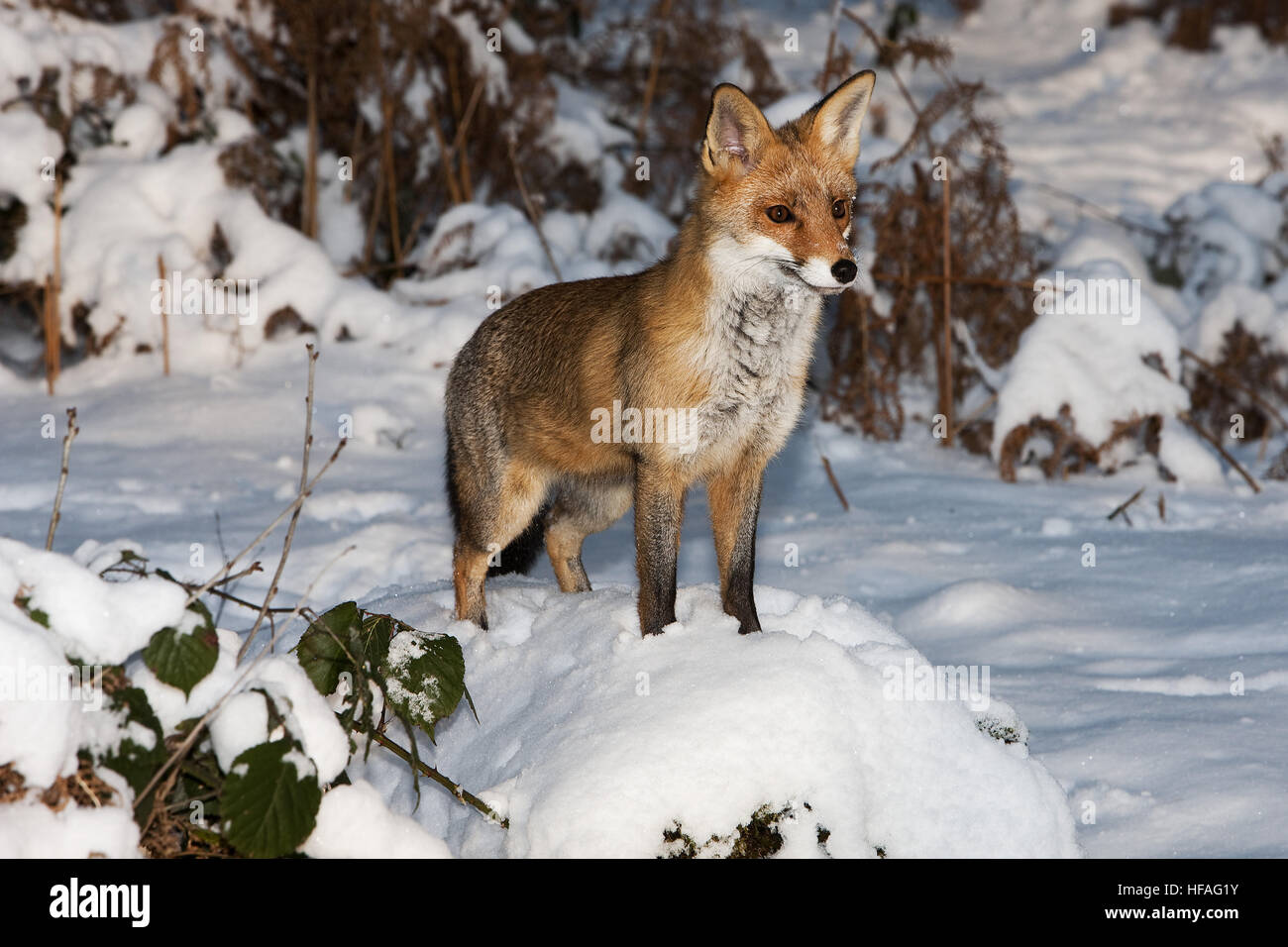 Roter fuchs vulpes vulpes in der normandie -Fotos und -Bildmaterial in ...