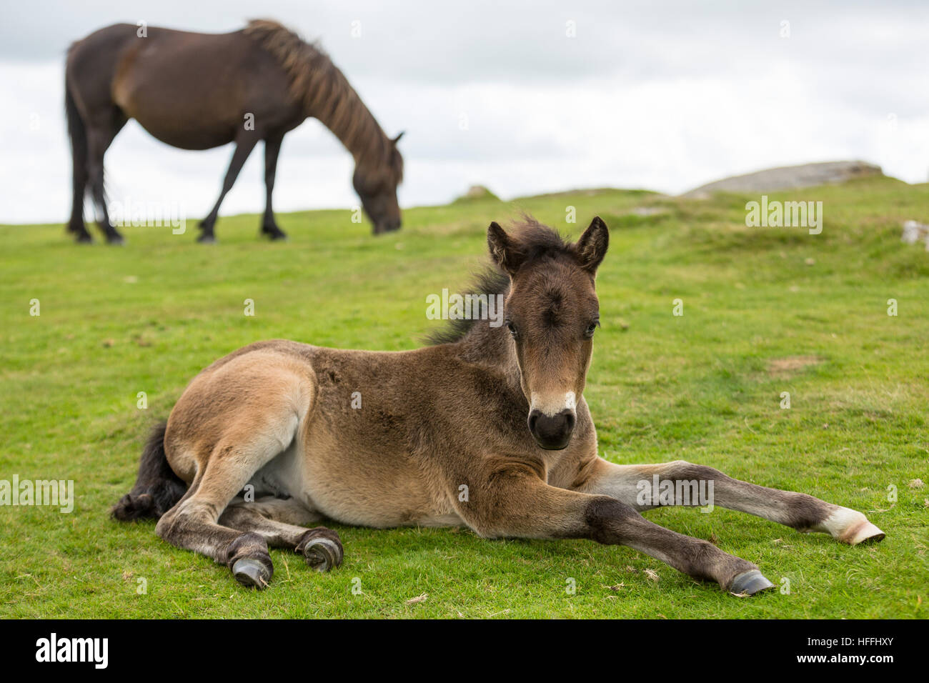 Pony sitting -Fotos und -Bildmaterial in hoher Auflösung – Alamy