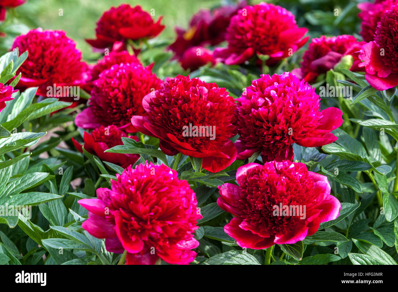 Rote Pfingstrosen Paeonia lactiflora " Roter Charme ", rote Pfingstrose ...